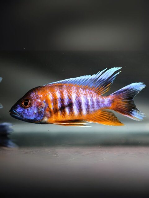 Red Jacob Cichlid (Aulonocara jacobfreibergi) – Sidha Aqua